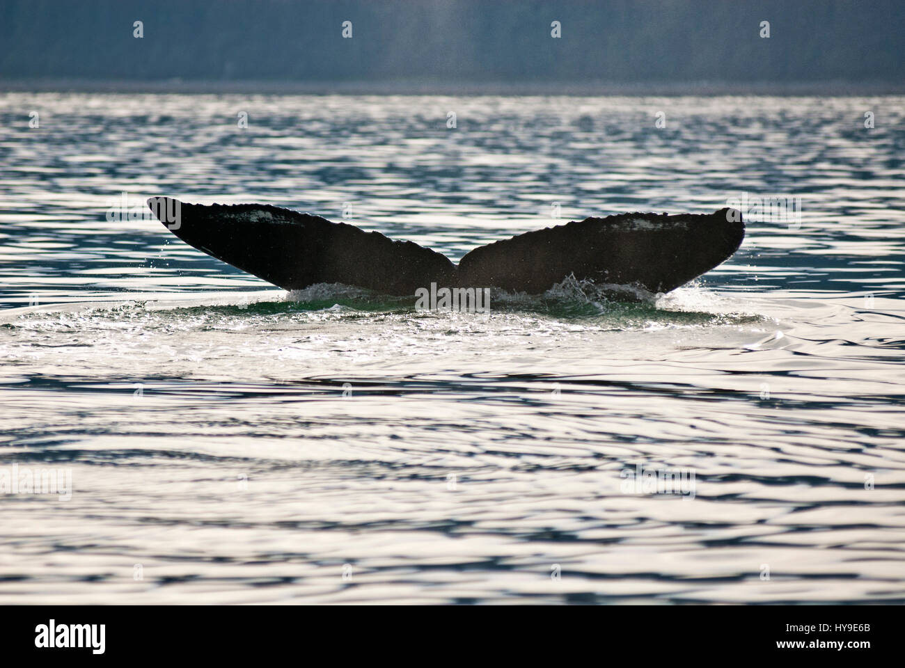 Whale watching adventure from Juneau Alaska, Marine life , Humpback ...