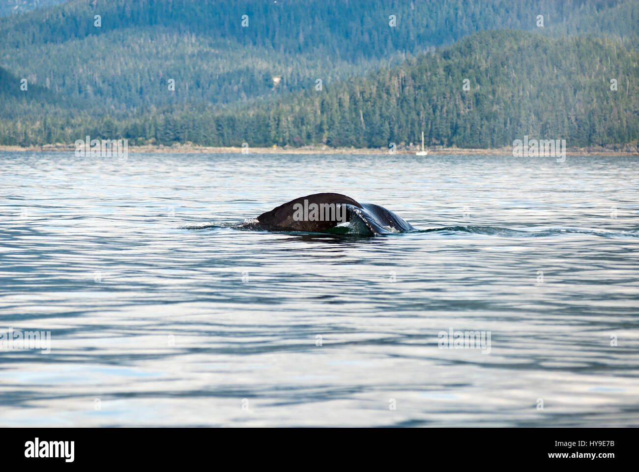 Whale watching adventure from Juneau Alaska, Marine life , Humpback ...