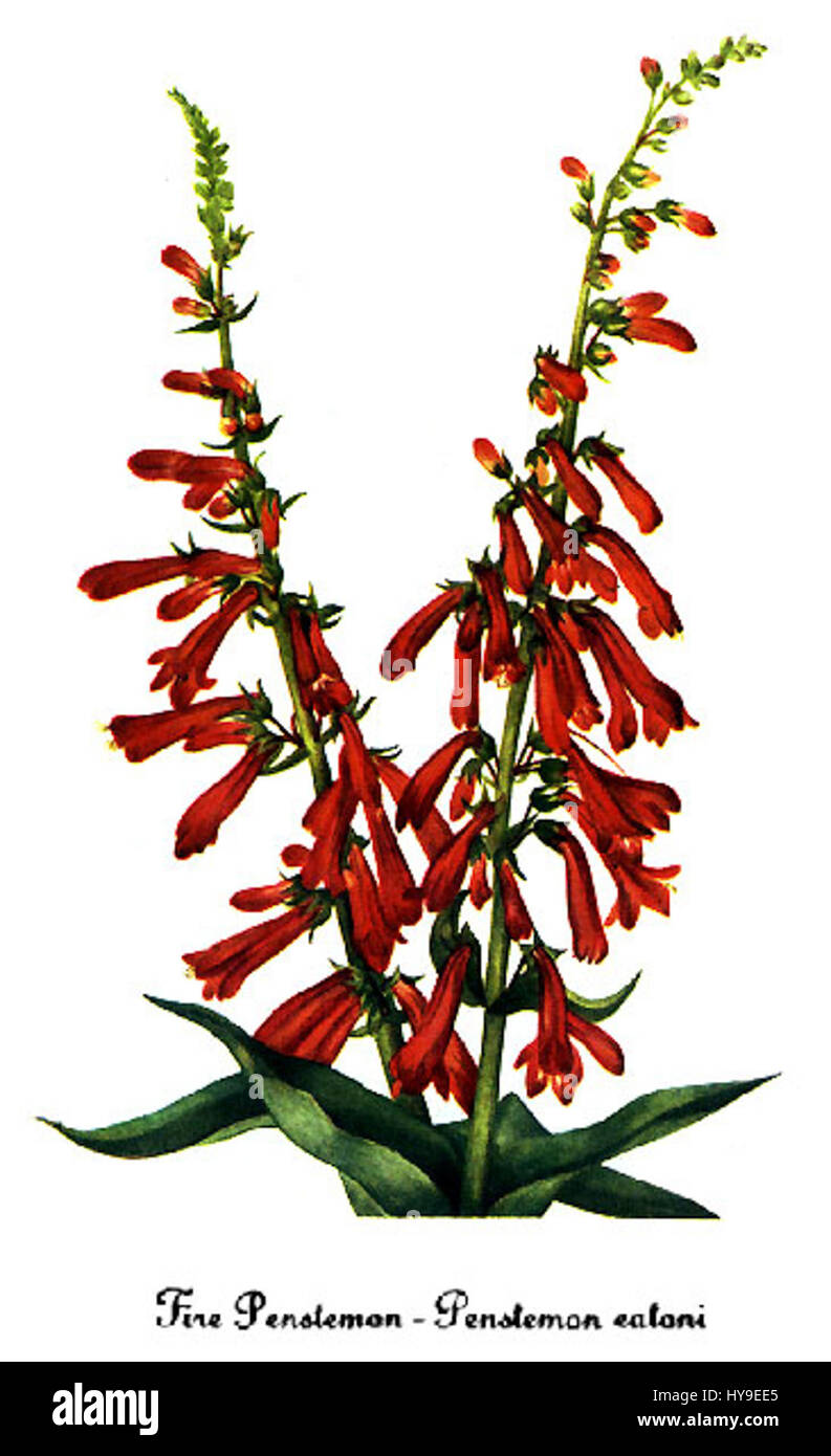 Penstemon eatoni, by Mary Vaux Walcott Stock Photo - Alamy
