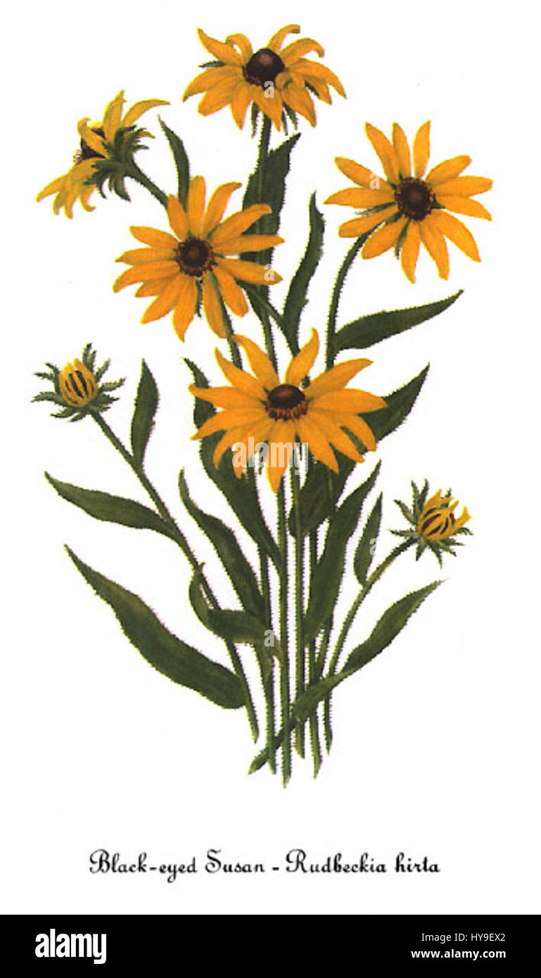 Mary Vaux Walcott’s illustration of 'Rudbeckia hirta' depicts this ...