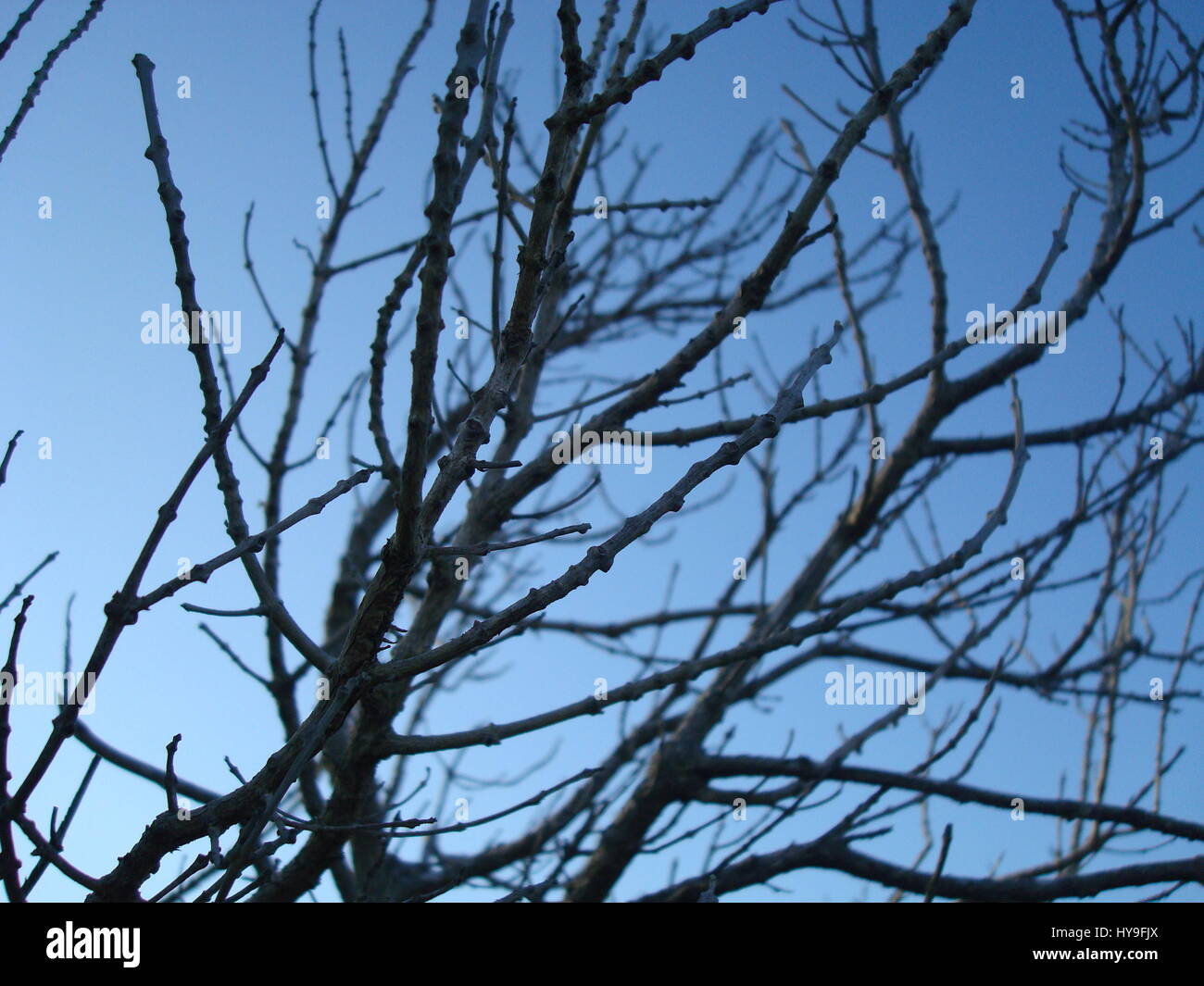 A deciduous tree in Autumn Stock Photo - Alamy
