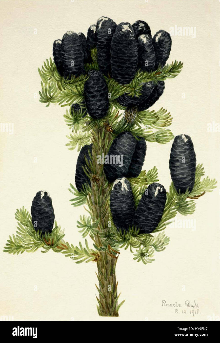 Abies lasiocarpa, commonly known as the subalpine fir, is a species of ...