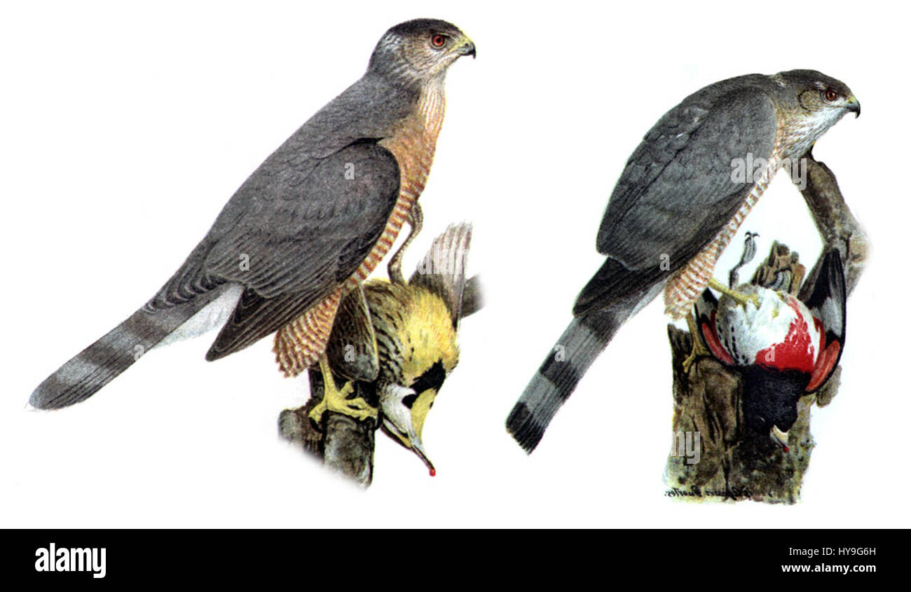 North america native bird Cut Out Stock Images & Pictures - Alamy