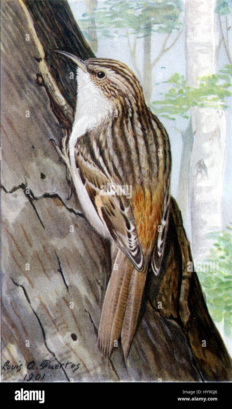 Insects of north american hi-res stock photography and images - Alamy