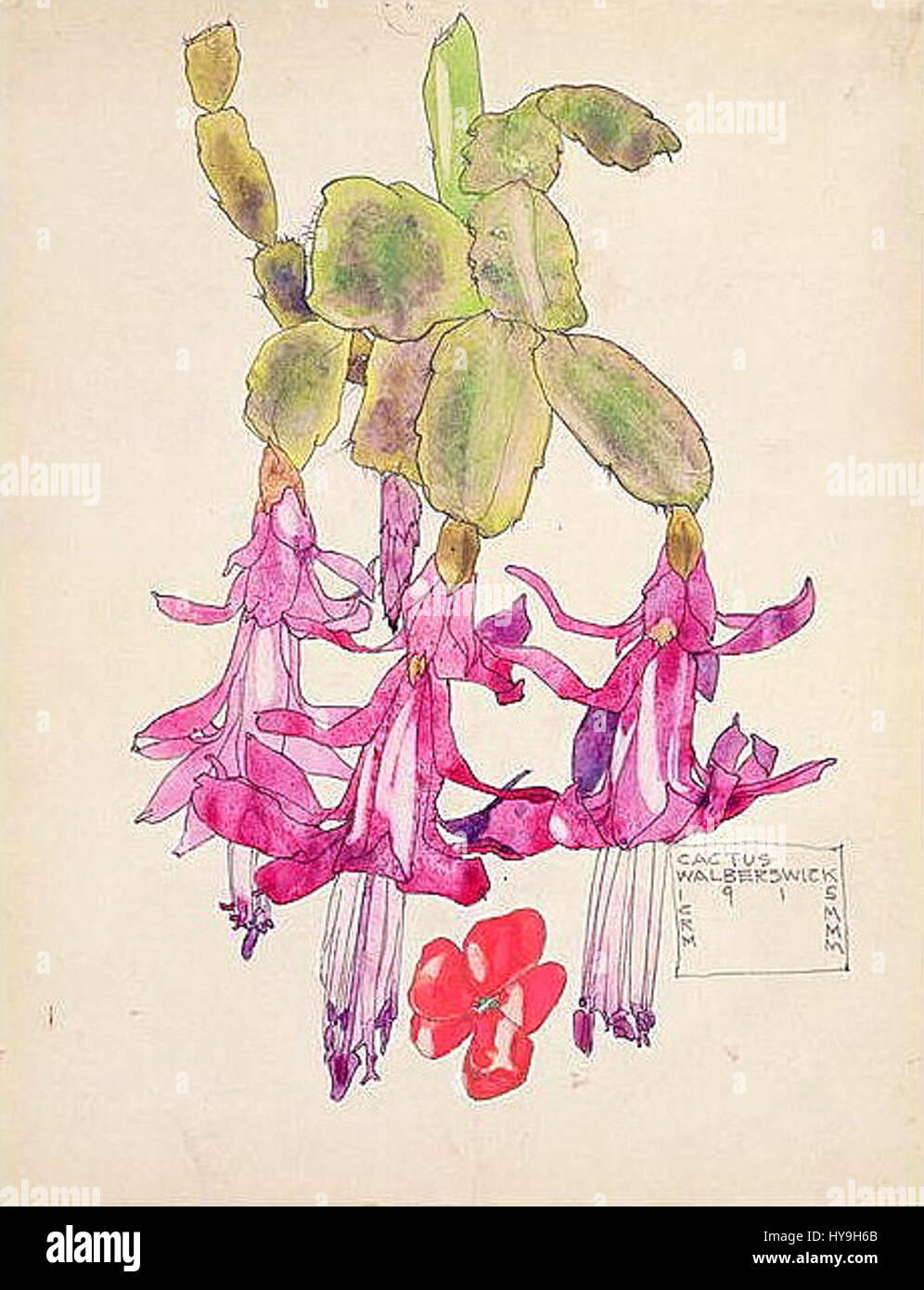 'Cactus Flower' is a design by Charles Rennie Mackintosh, known for his ...
