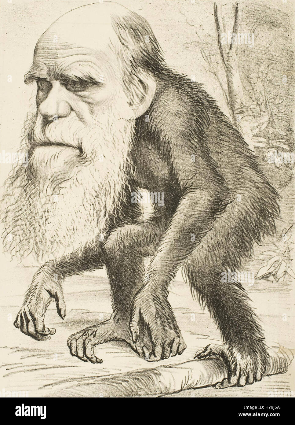 This 1871 editorial cartoon humorously depicts Charles Darwin as an ape ...