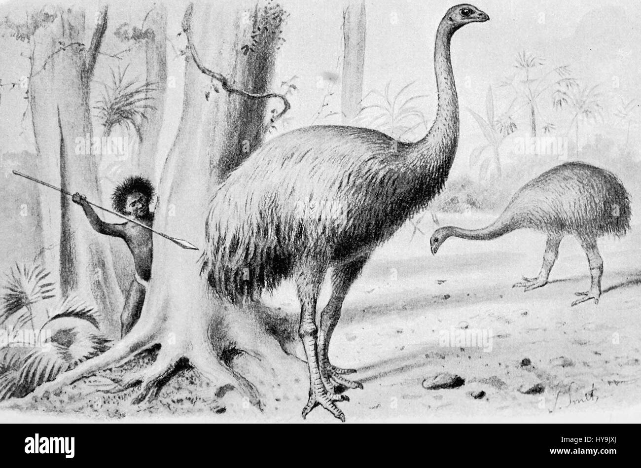 The *Hunting Moa* is an illustration or artistic representation of the ...