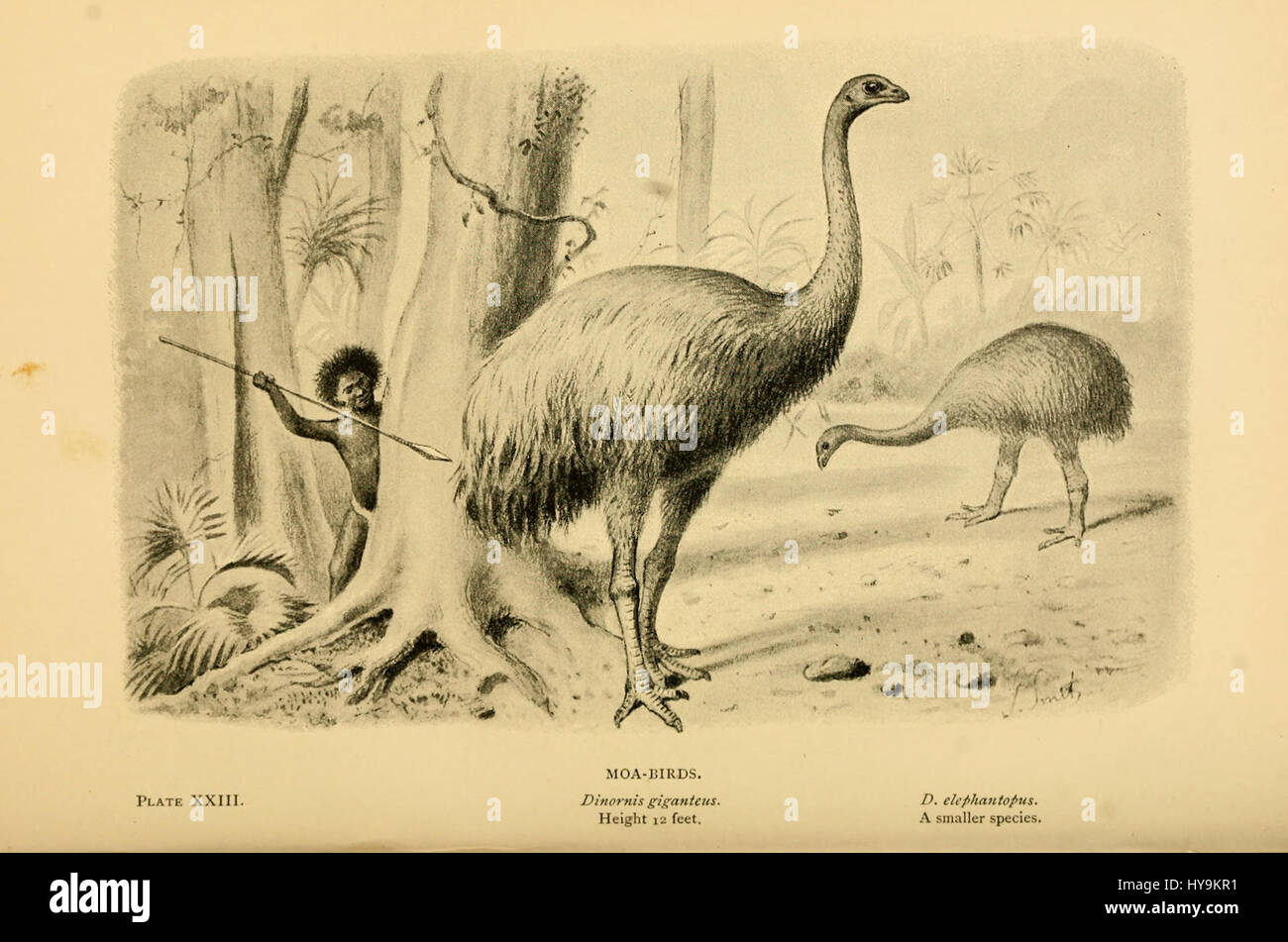 'Hunting Moa' depicts a scene of hunting the now-extinct moa, a large ...