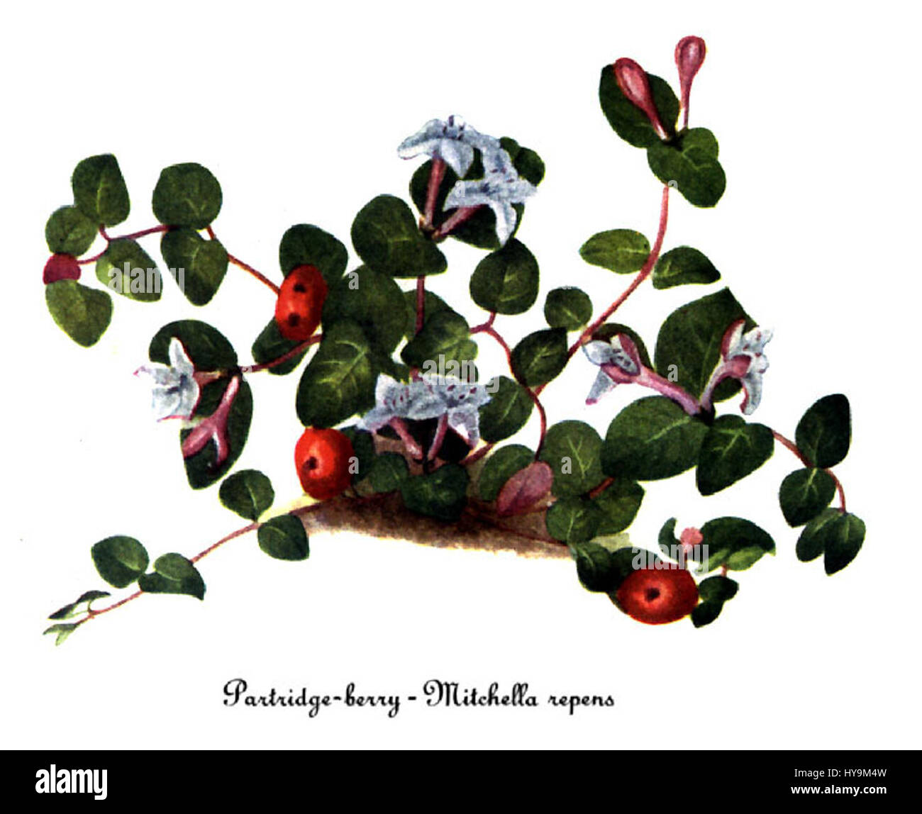 Mitchella repens hi-res stock photography and images - Alamy