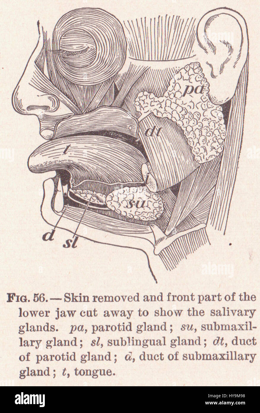 Human skin anatomy hi-res stock photography and images - Alamy