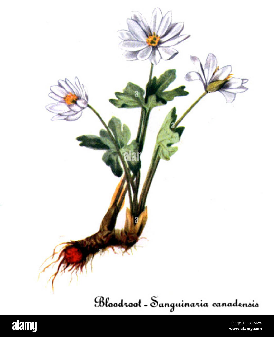 Detailed illustration of bloodroot hi-res stock photography and images ...