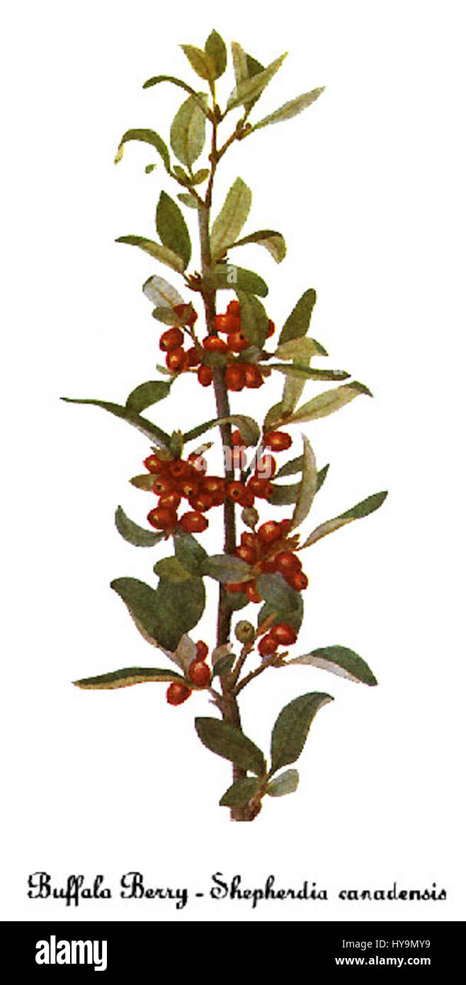 An illustration of Shepherdia canadensis, also known as the Canada ...