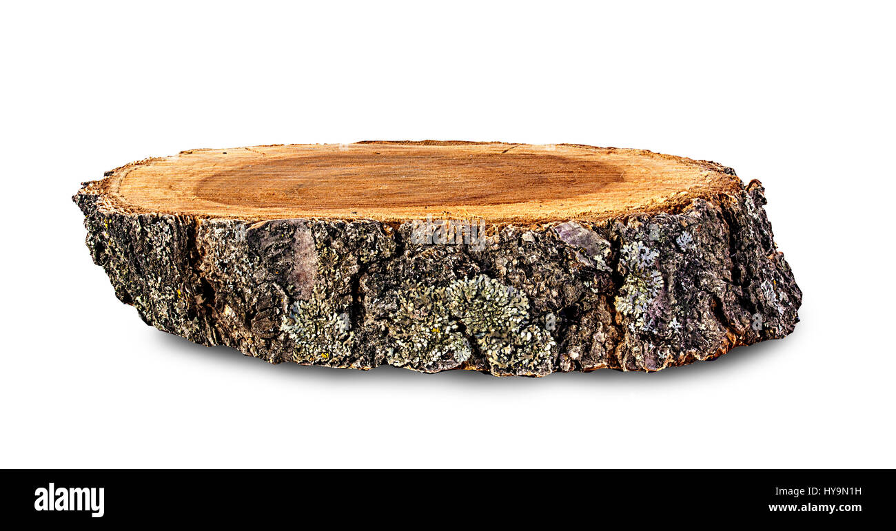 Cross section of tree trunk isolated on white background Stock Photo ...