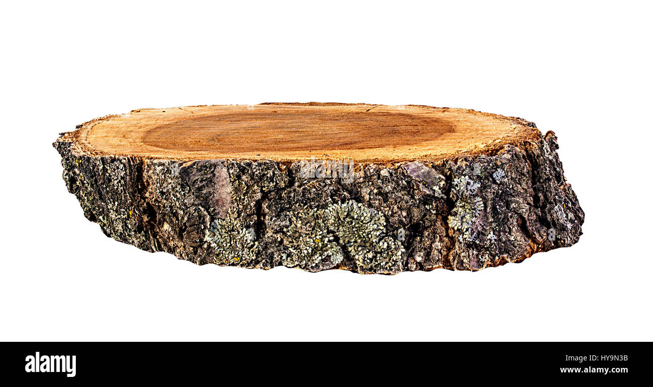 Cross section of tree trunk isolated on white background Stock Photo ...