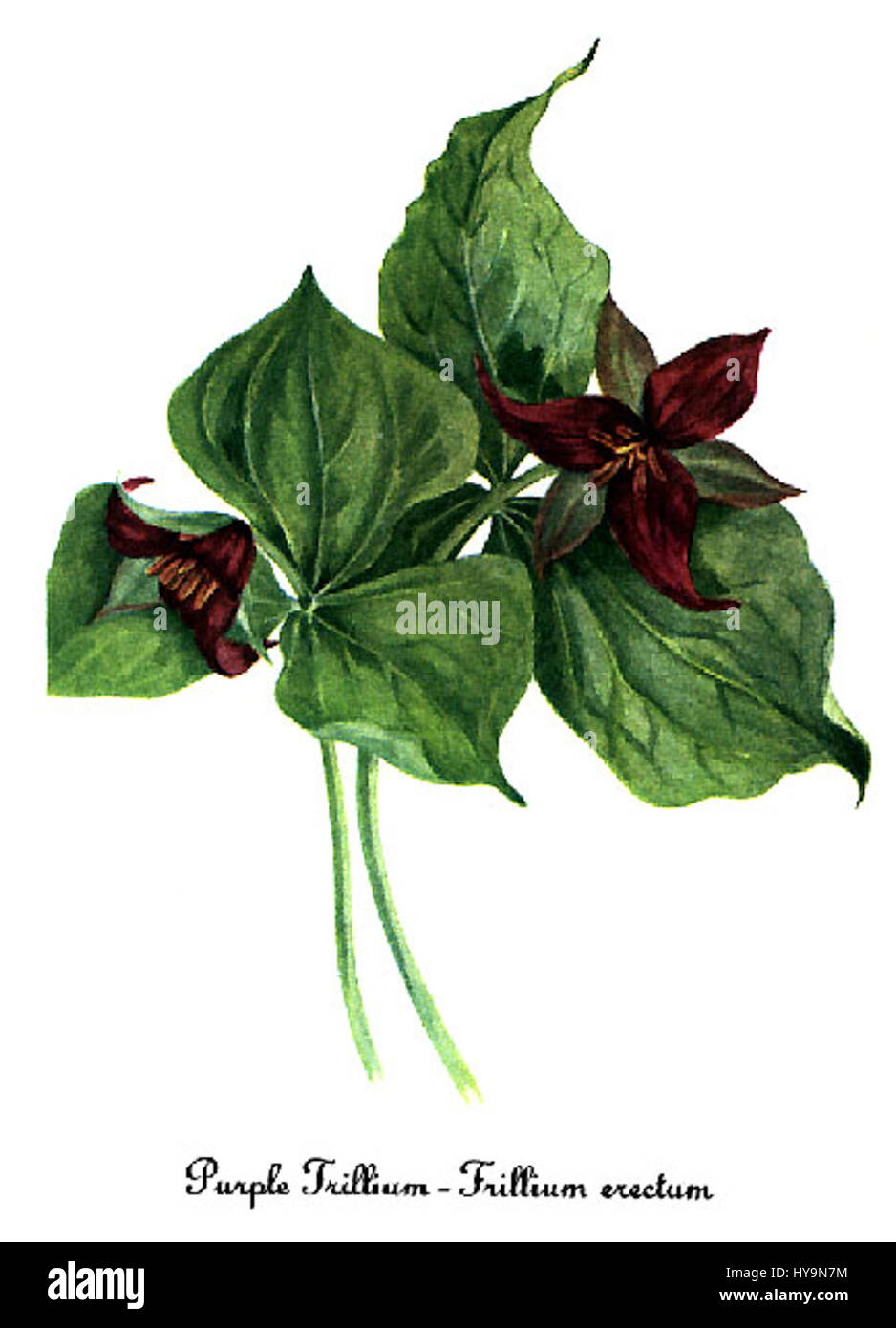 Trillium plant Cut Out Stock Images & Pictures - Alamy