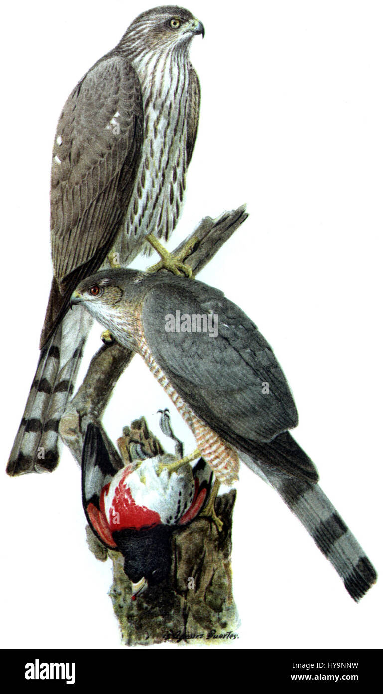 ‘Accipiter striatus,’ the sharp-shinned hawk, is depicted in this 1908 ...