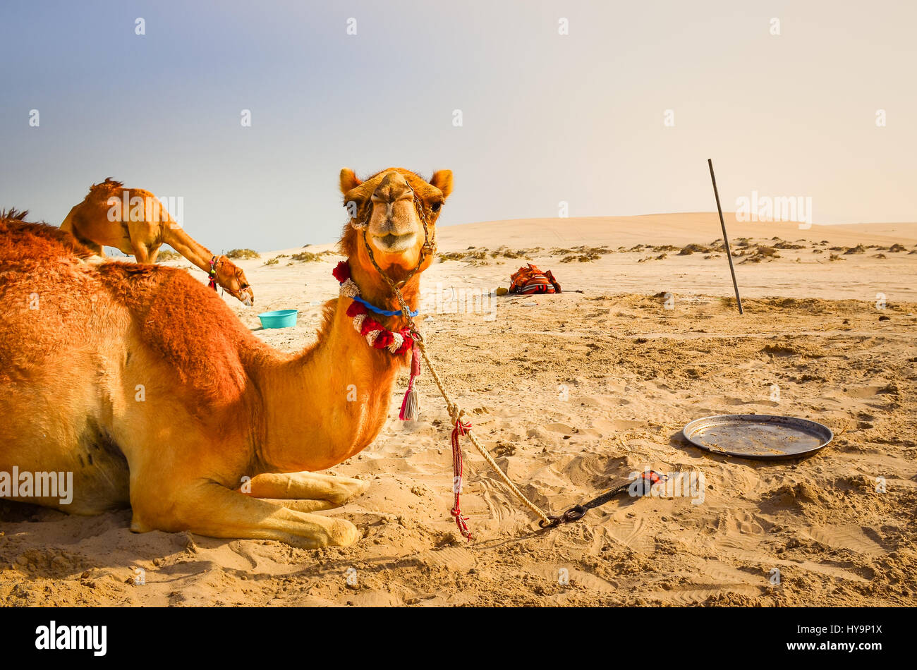 Camel Lying High Resolution Stock Photography and Images - Alamy