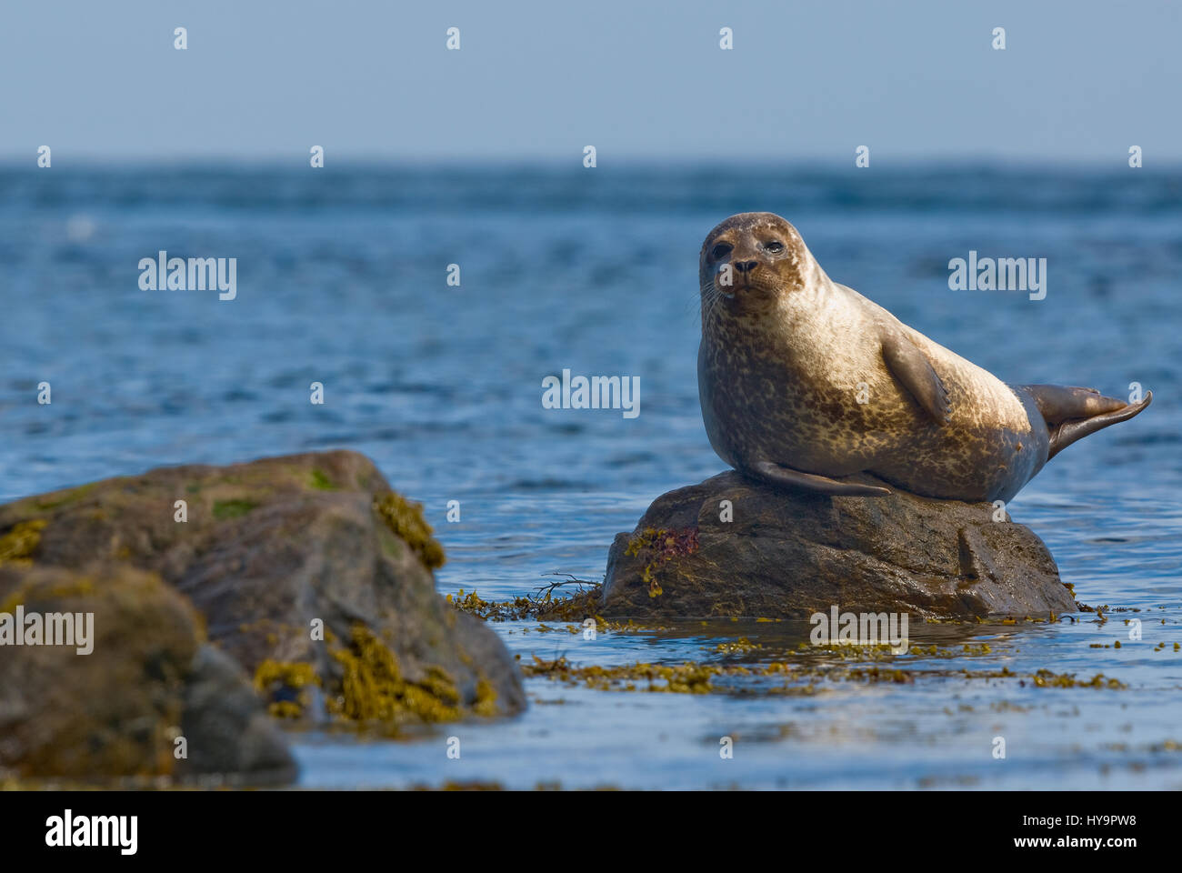 Swimmer resting on rocks hi-res stock photography and images - Alamy