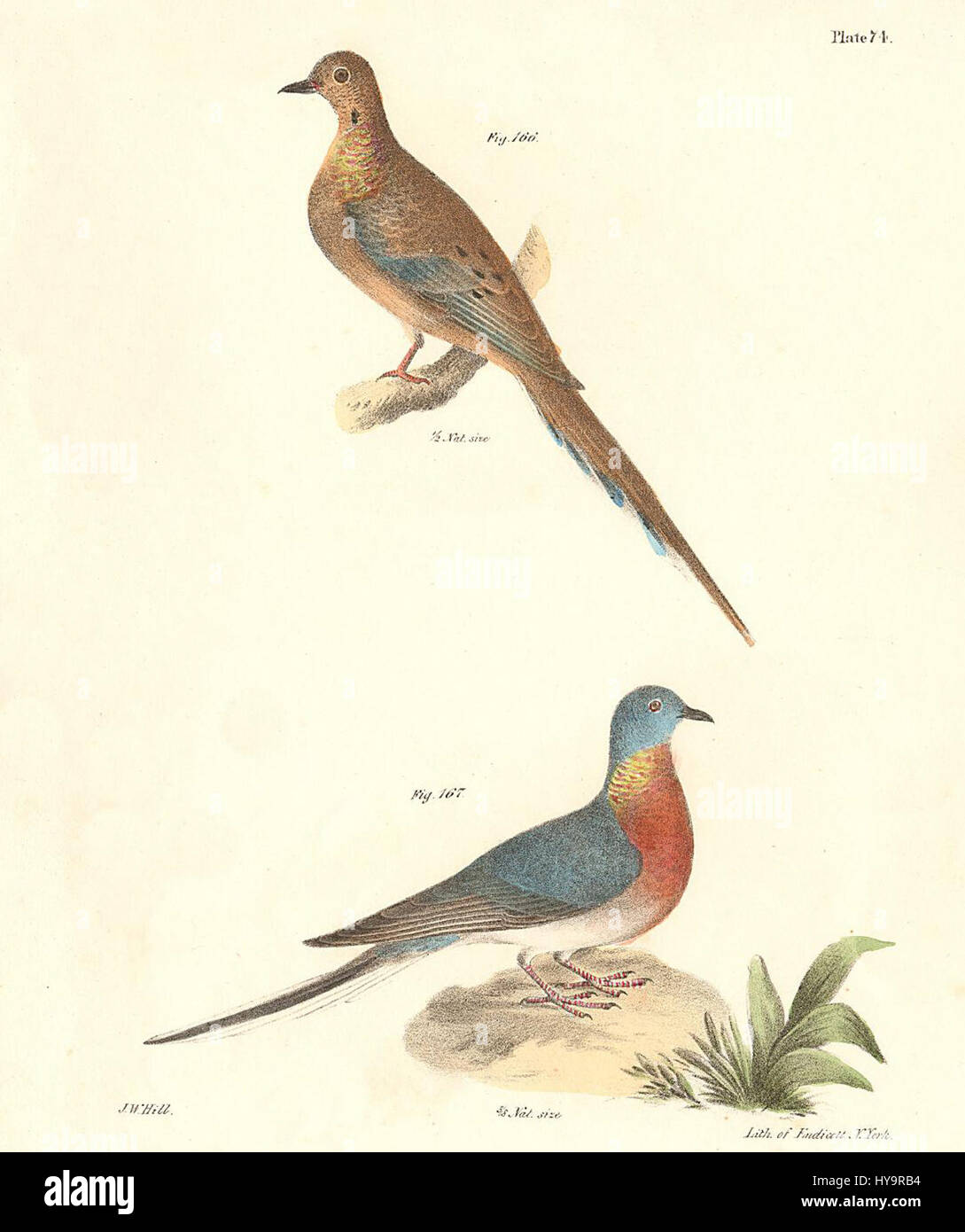 'De Kay and Hill 1844 Plate 074' is an illustrated work documenting ...