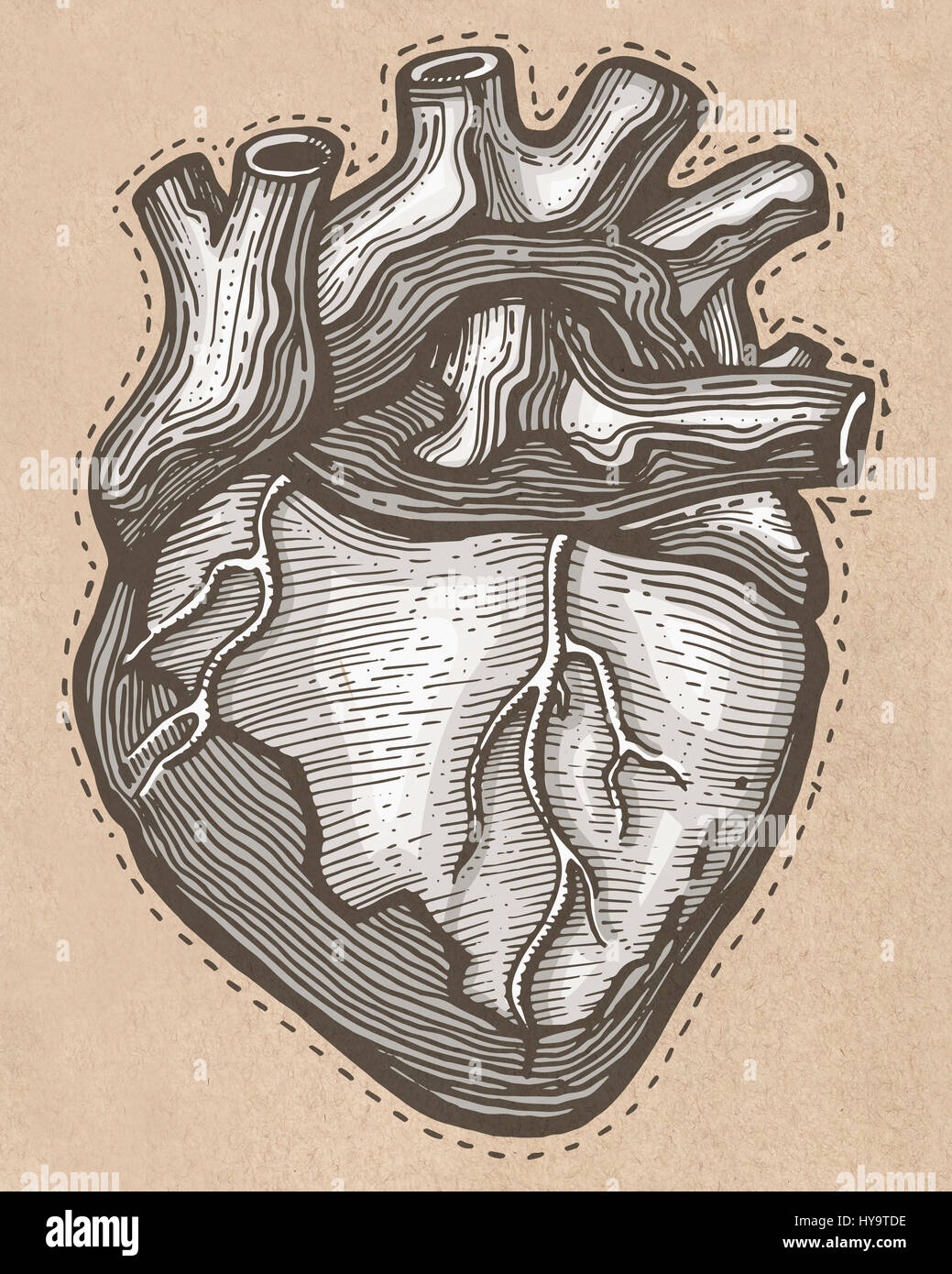 Hand drawn illustration human heart hi-res stock photography and images ...