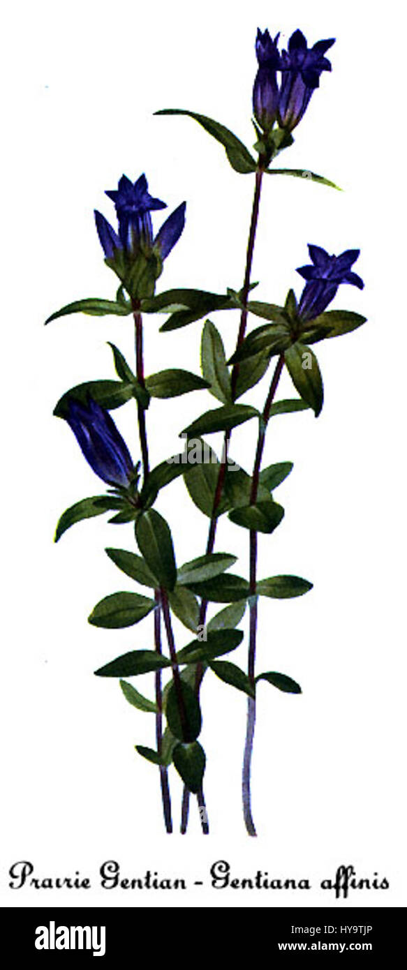 Gentiana affinis hi-res stock photography and images - Alamy