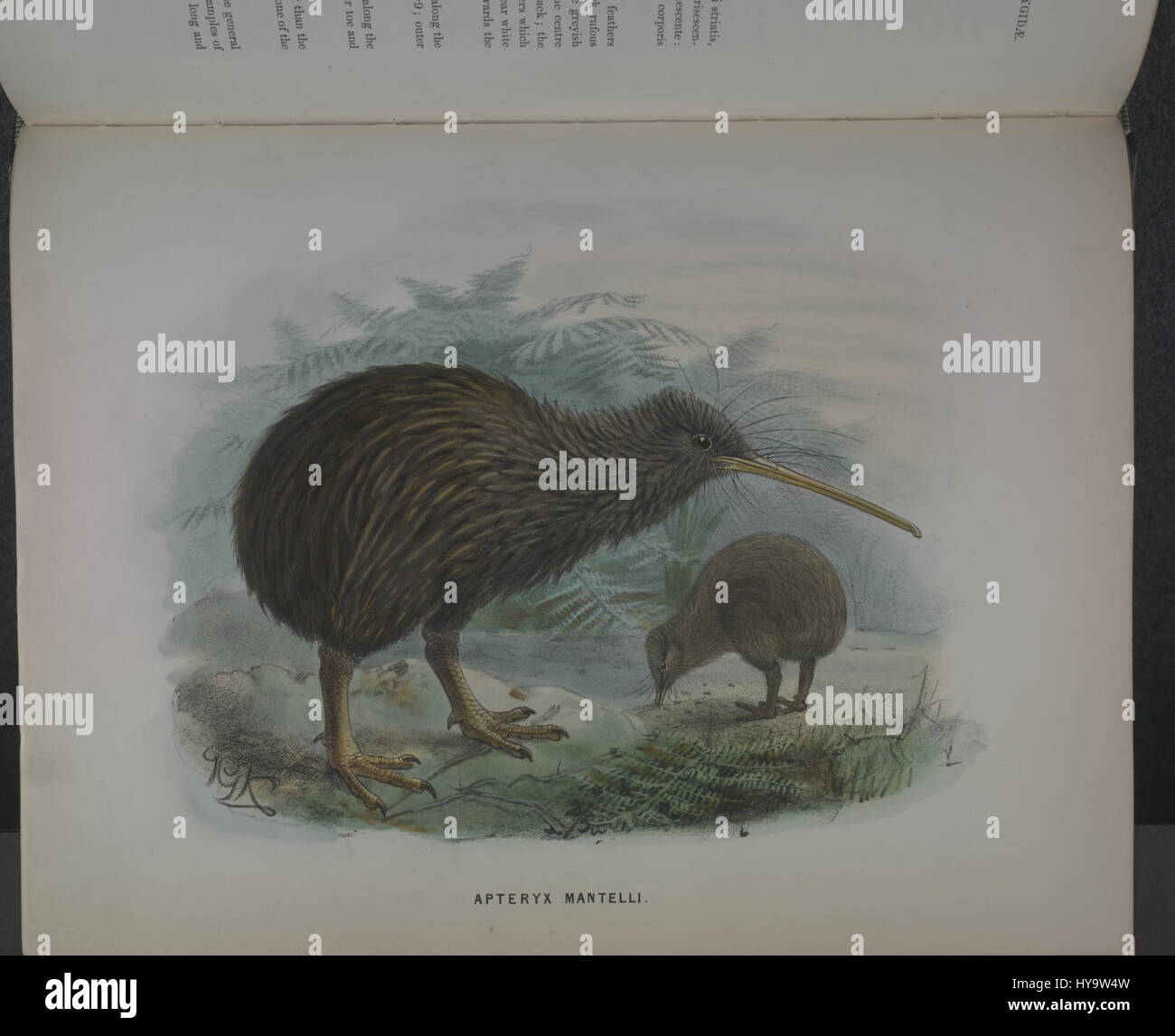 Native bird of new zealand hi-res stock photography and images - Alamy