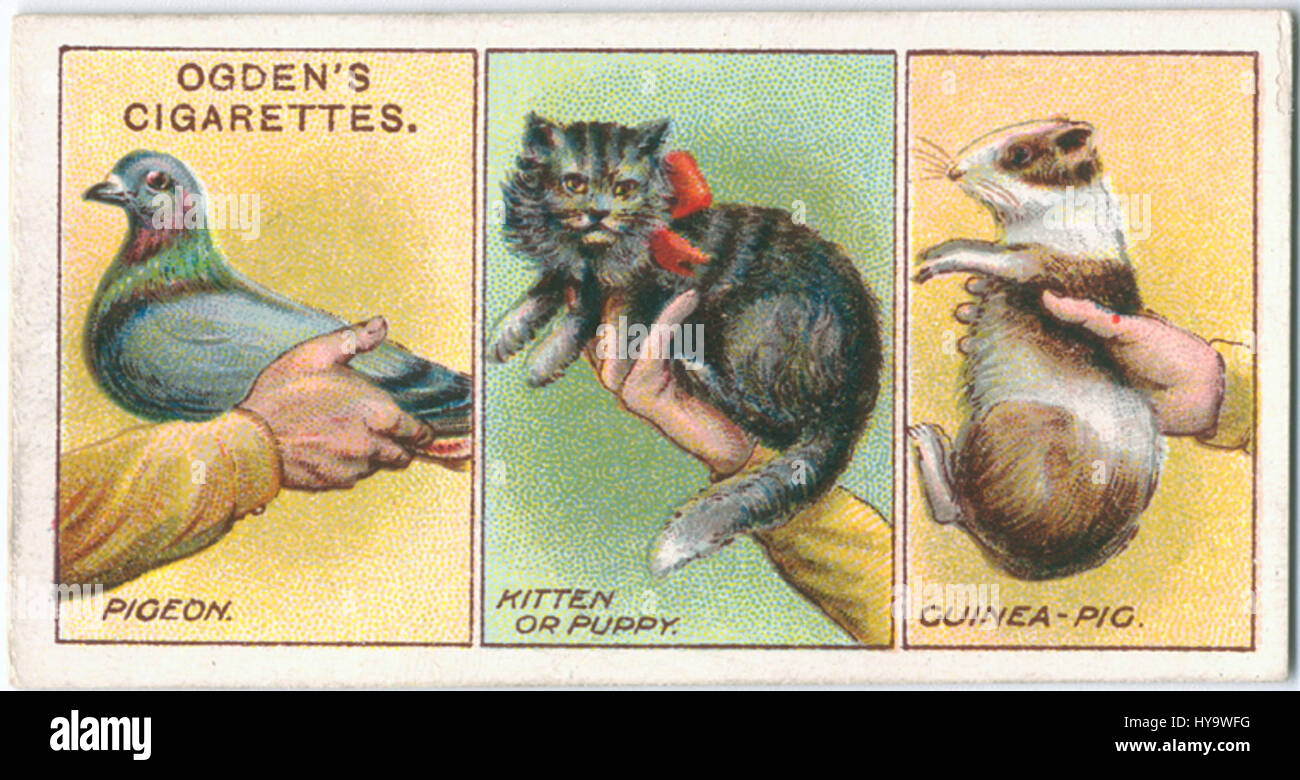 'How to Hold Pets 1' is a guide focused on the proper techniques for ...