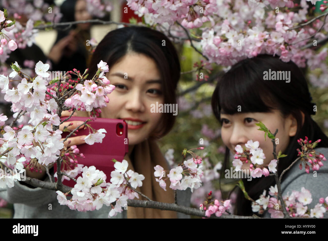 Tokyo, Japan. 2nd Apr, 2017. Two women take pictures with cherry ...