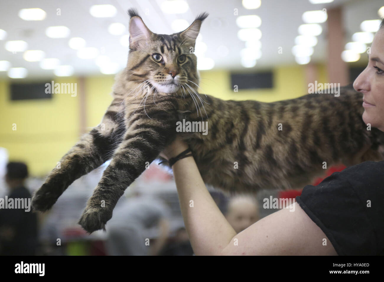 Bucharest, Romania. 2nd Apr, 2017. A woman holds a cat at Sofisticat ...