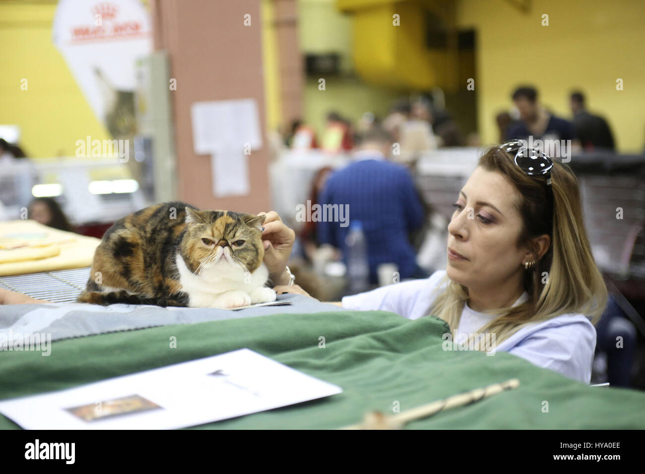 Bucharest, Romania. 2nd Apr, 2017. A woman touches a cat at Sofisticat ...
