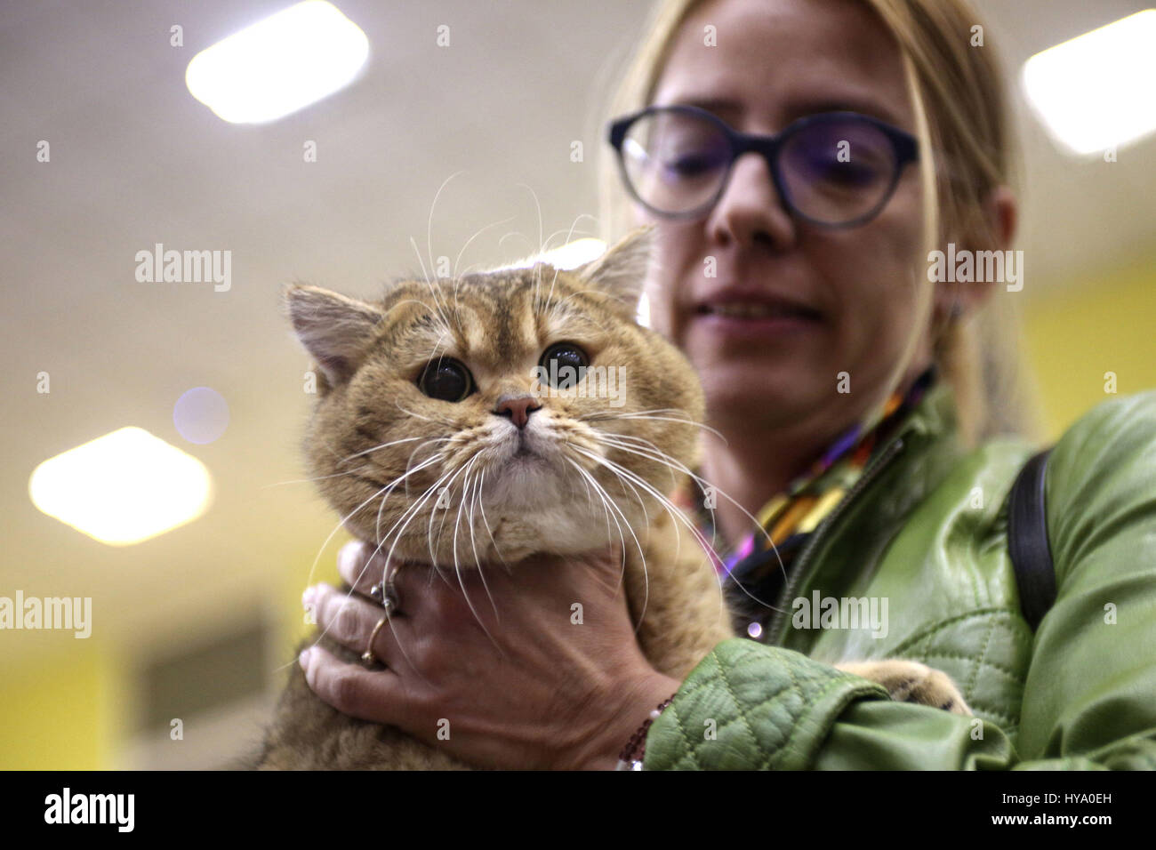 Bucharest, Romania. 2nd Apr, 2017. A woman touches a cat at Sofisticat ...