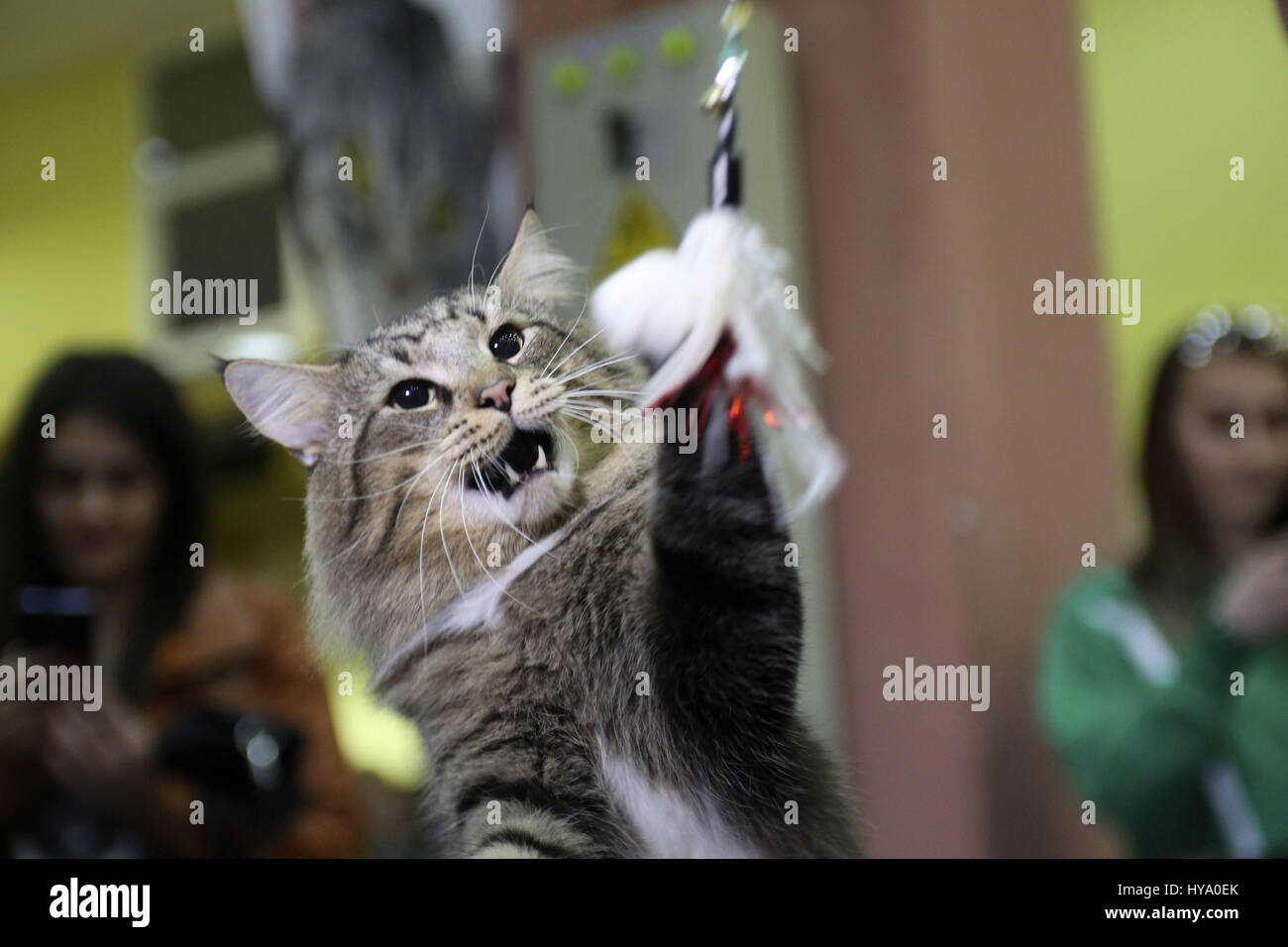 Bucharest, Romania. 2nd Apr, 2017. A cat is presented to Sofisticat ...