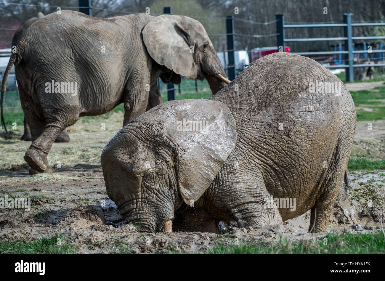 Platschow, Germany. 31st Mar, 2017. Elephant cow Kenia takes a bath at ...