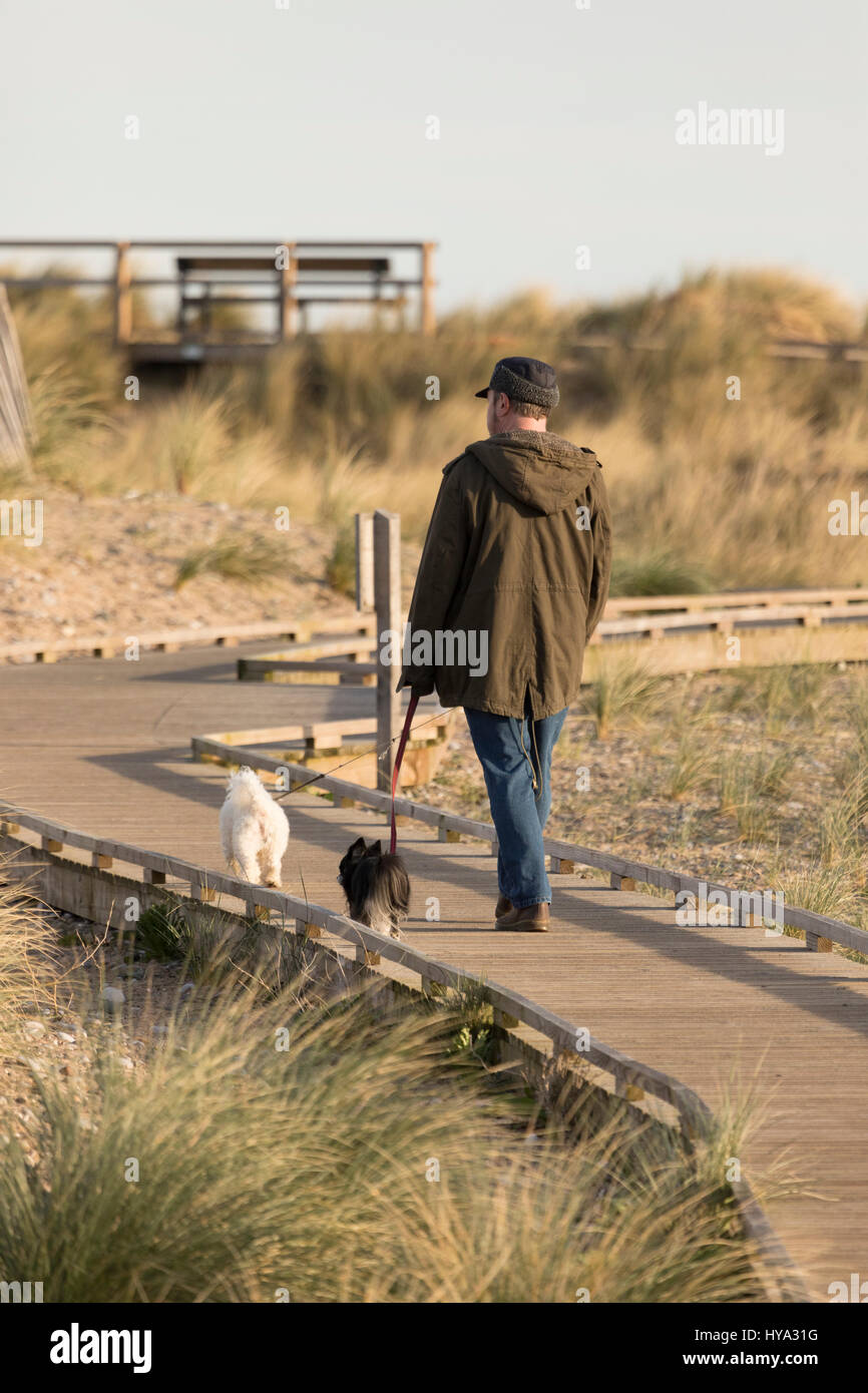 A single man walking along the boardwalk between sand dunes at the ...