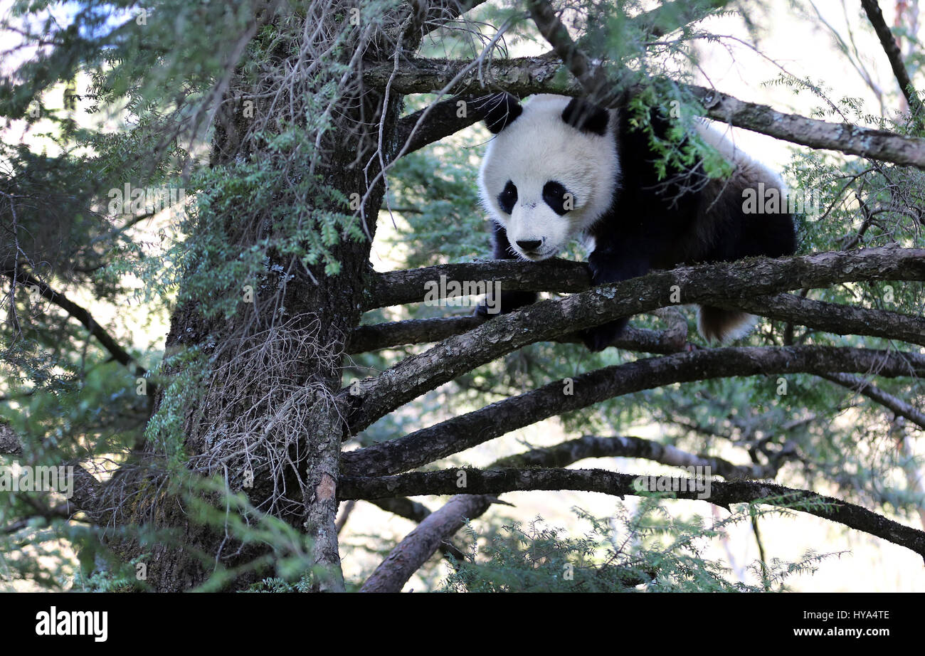 Qinling panda hi-res stock photography and images - Alamy
