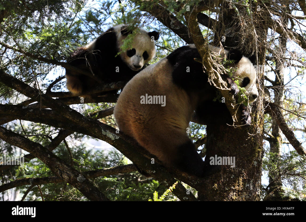 Qinling panda hi-res stock photography and images - Alamy