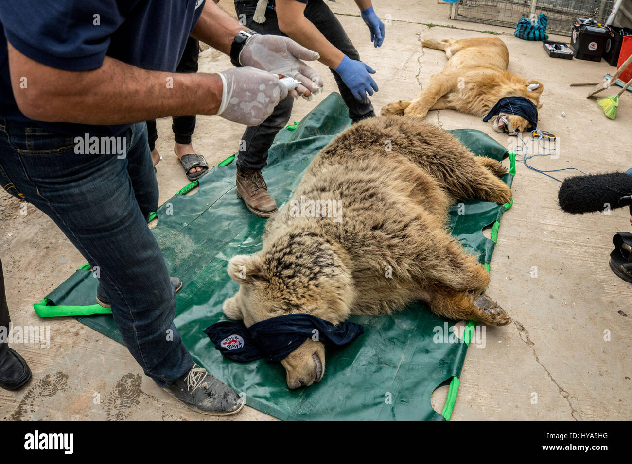 Four paws bear hi-res stock photography and images - Alamy