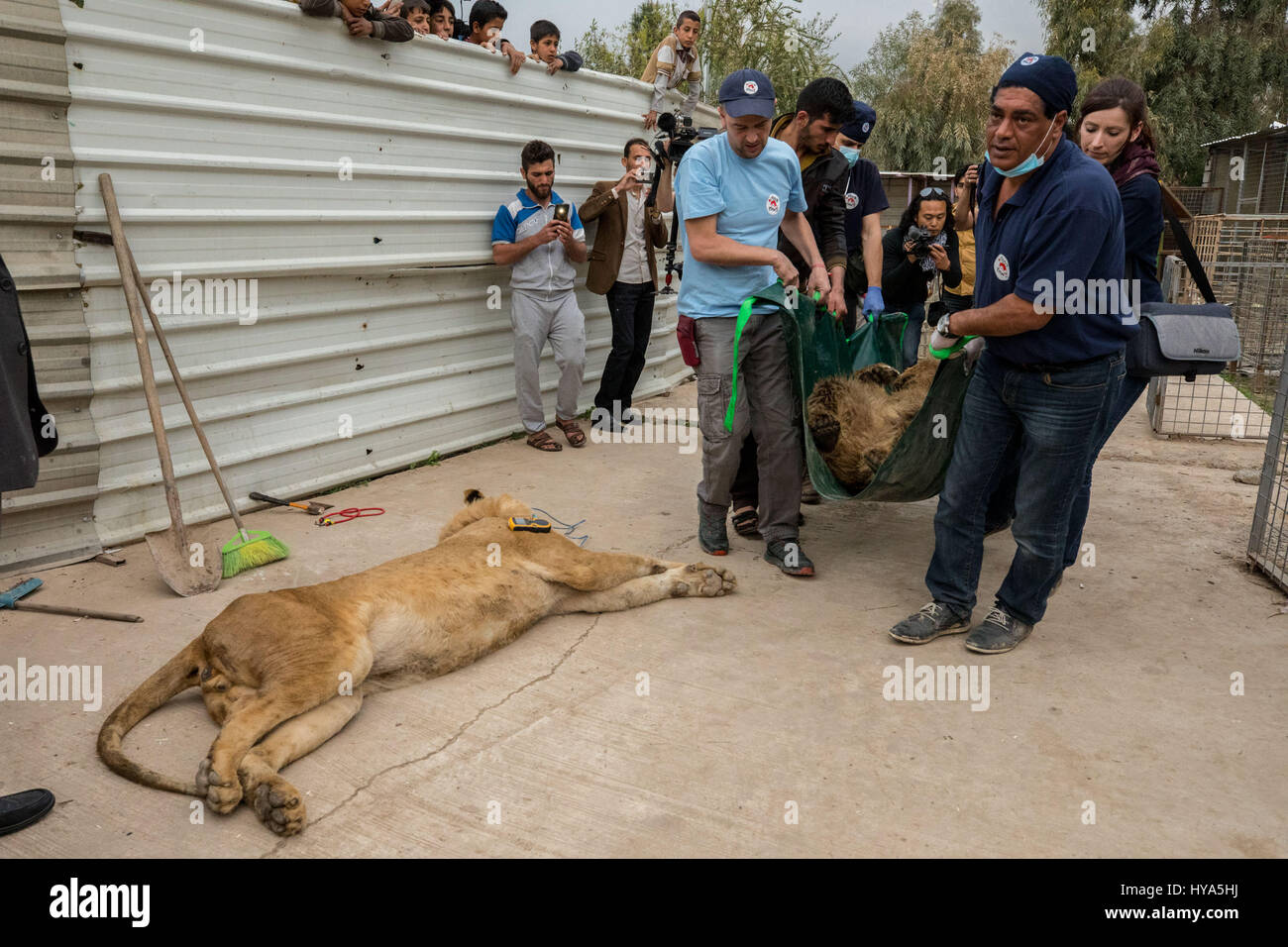Mosul, Nineveh Province, Iraq. 30th Mar, 2017. Members of Four Paws ...
