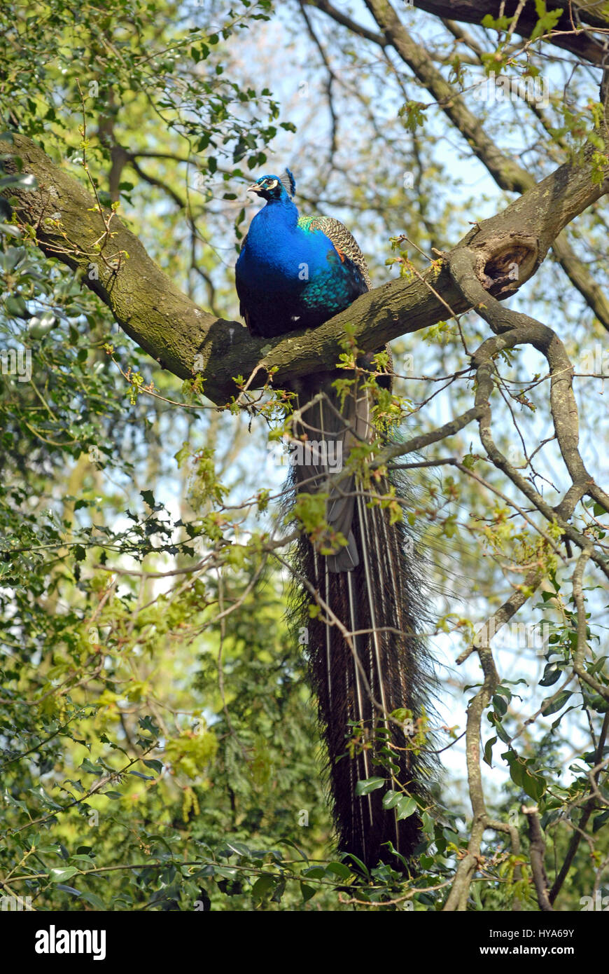 Johnny peacock hi-res stock photography and images - Alamy