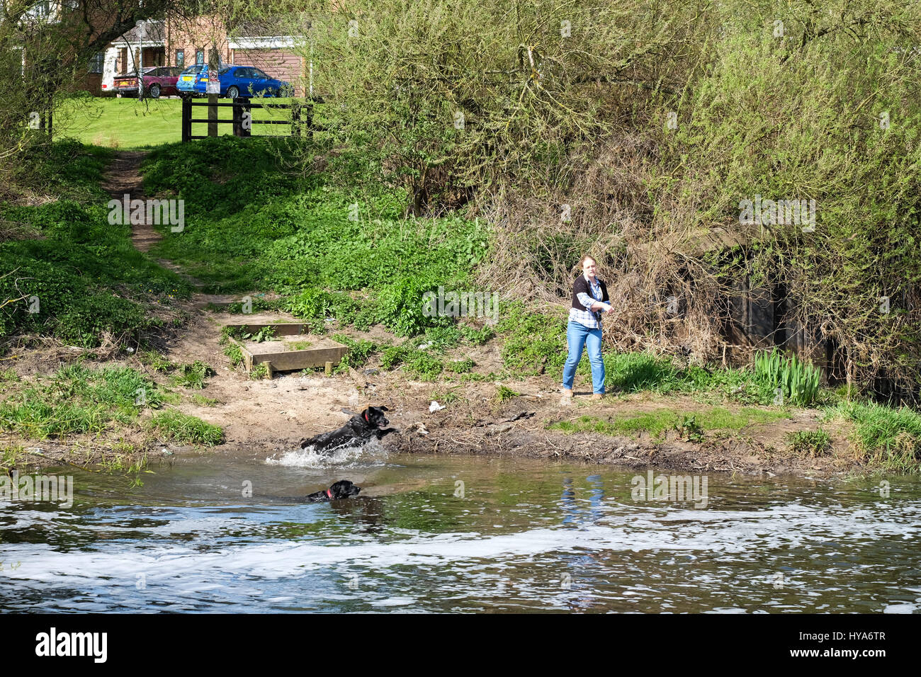 Dogs swimming in the river soar Stock Photo - Alamy