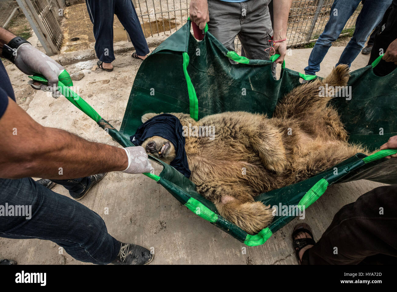 Nineveh iraq lion hi-res stock photography and images - Alamy