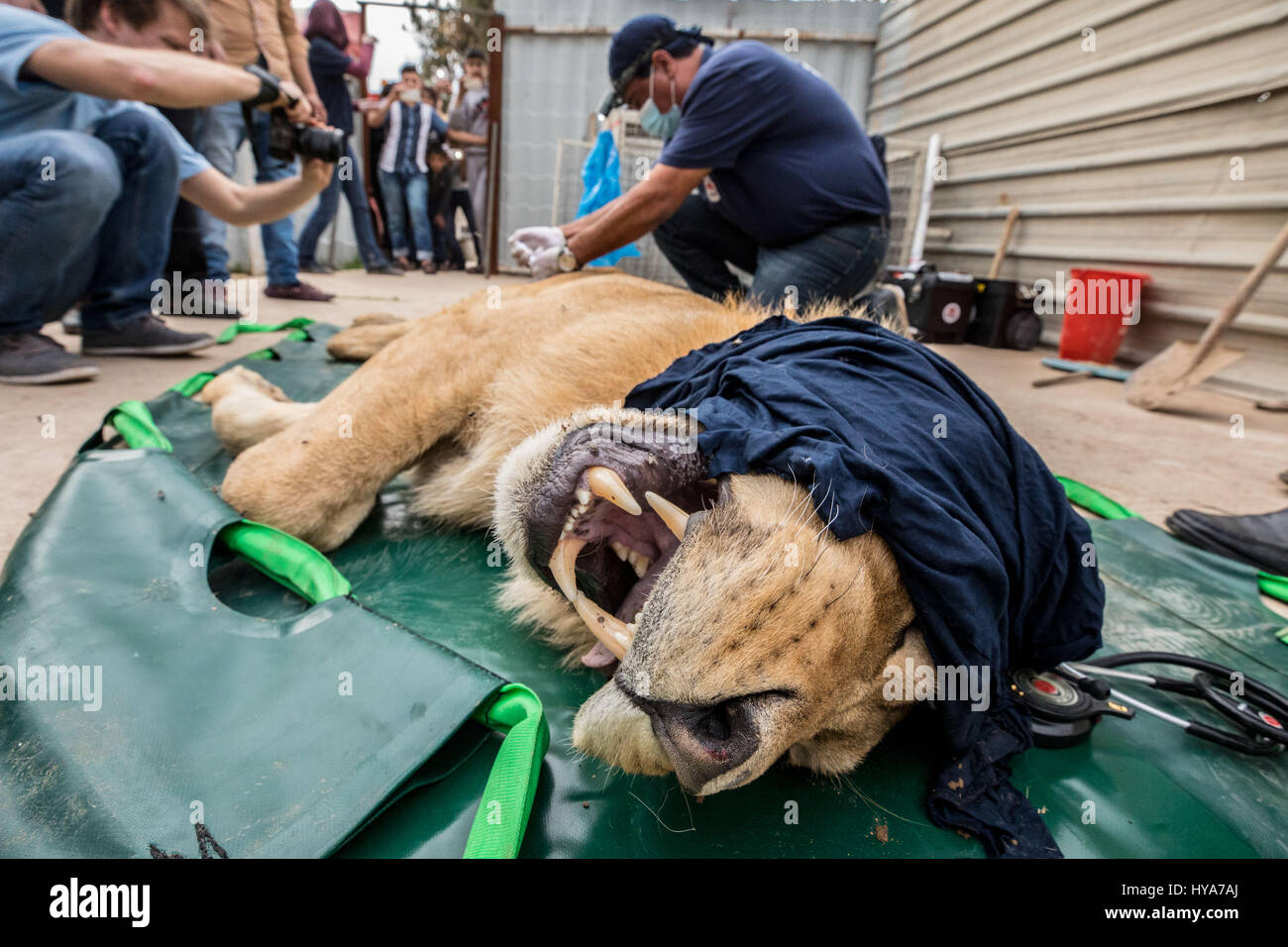 Mosul, Nineveh Province, Iraq. 30th Mar, 2017. SIMBA lies tranquilized ...