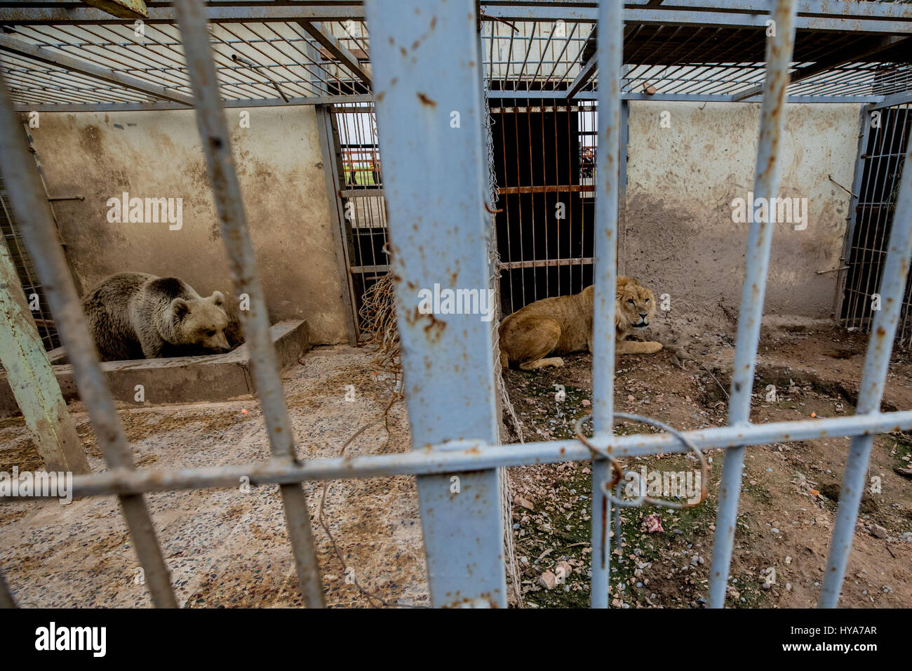 Nineveh iraq lion hi-res stock photography and images - Alamy