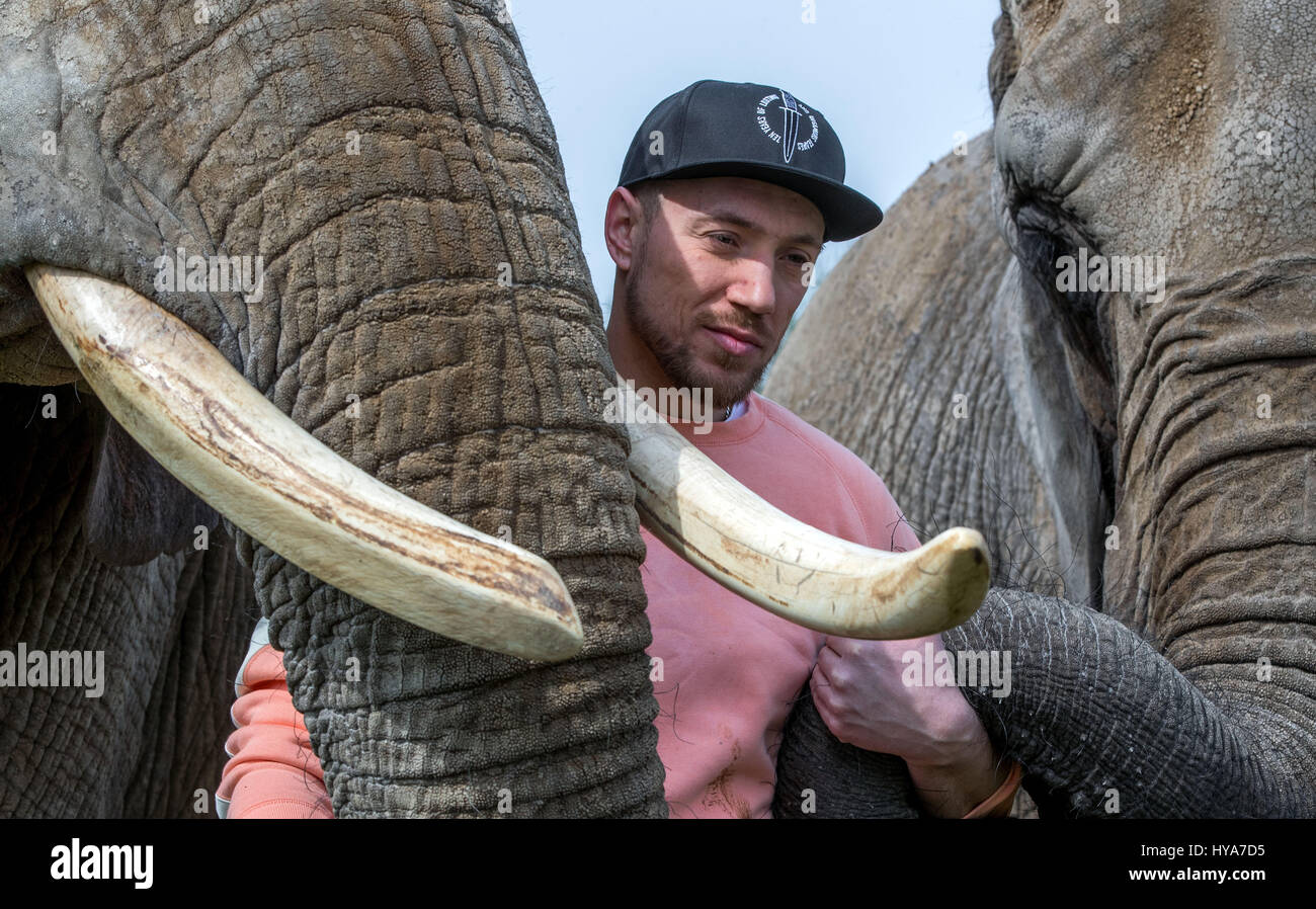 African elephant video hi-res stock photography and images - Alamy