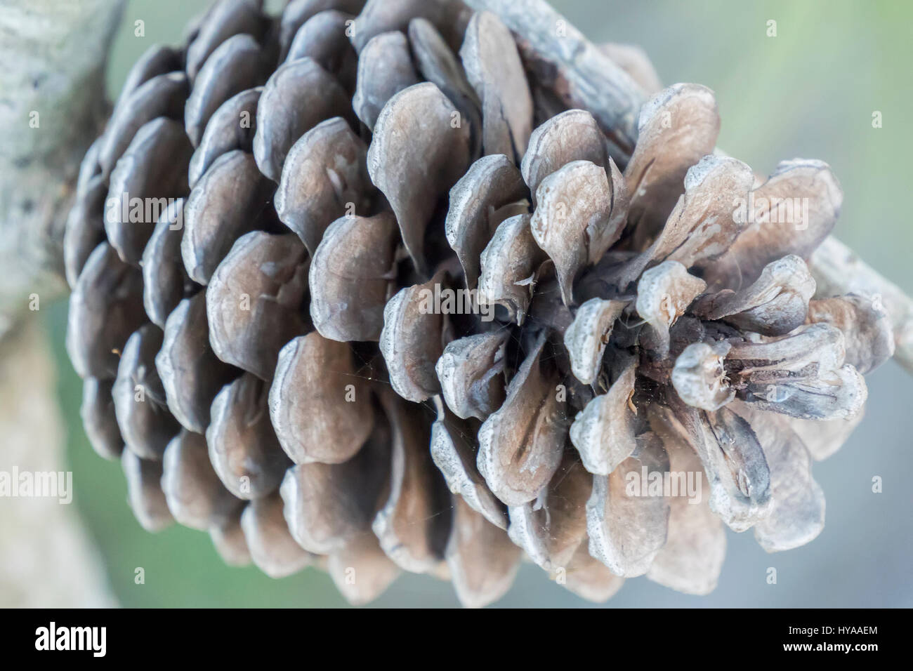 Open pinecone hi-res stock photography and images - Alamy