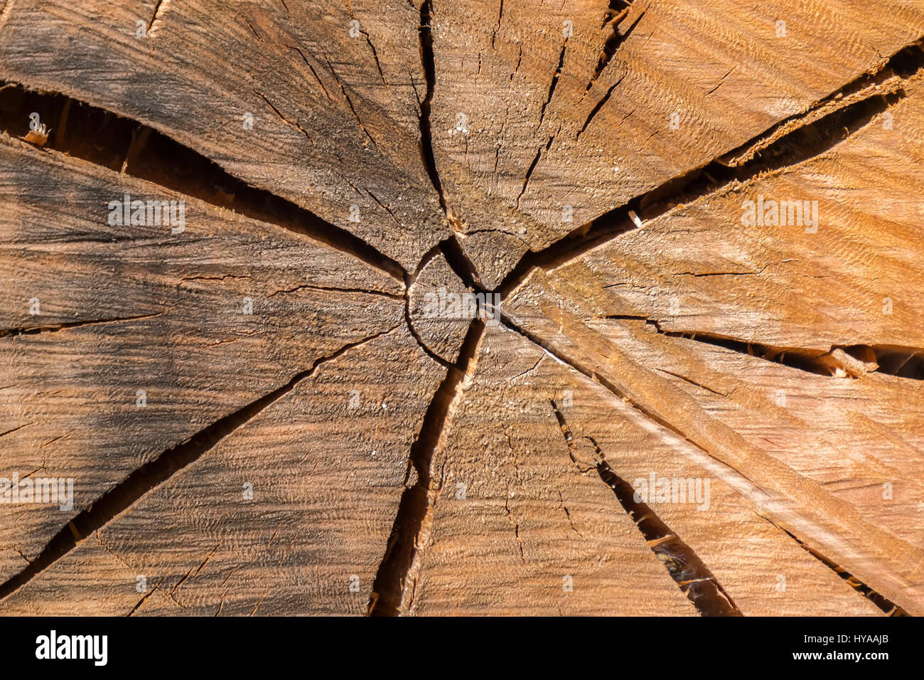 Wood texture of cutted tree trunk, closeup Stock Photo - Alamy