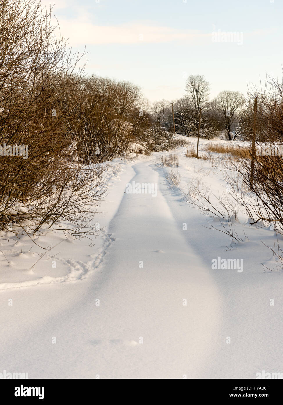 empty road in the countryside with trees in surrounding. perspective in ...