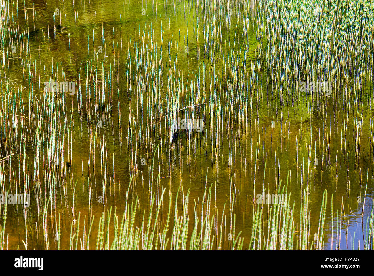 grass texture in autumn sunset in country Stock Photo - Alamy