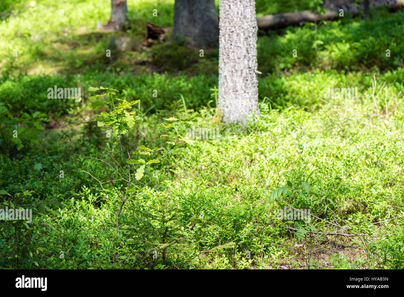 Trunks of trees in green forest with grass and leaves un summer Stock ...