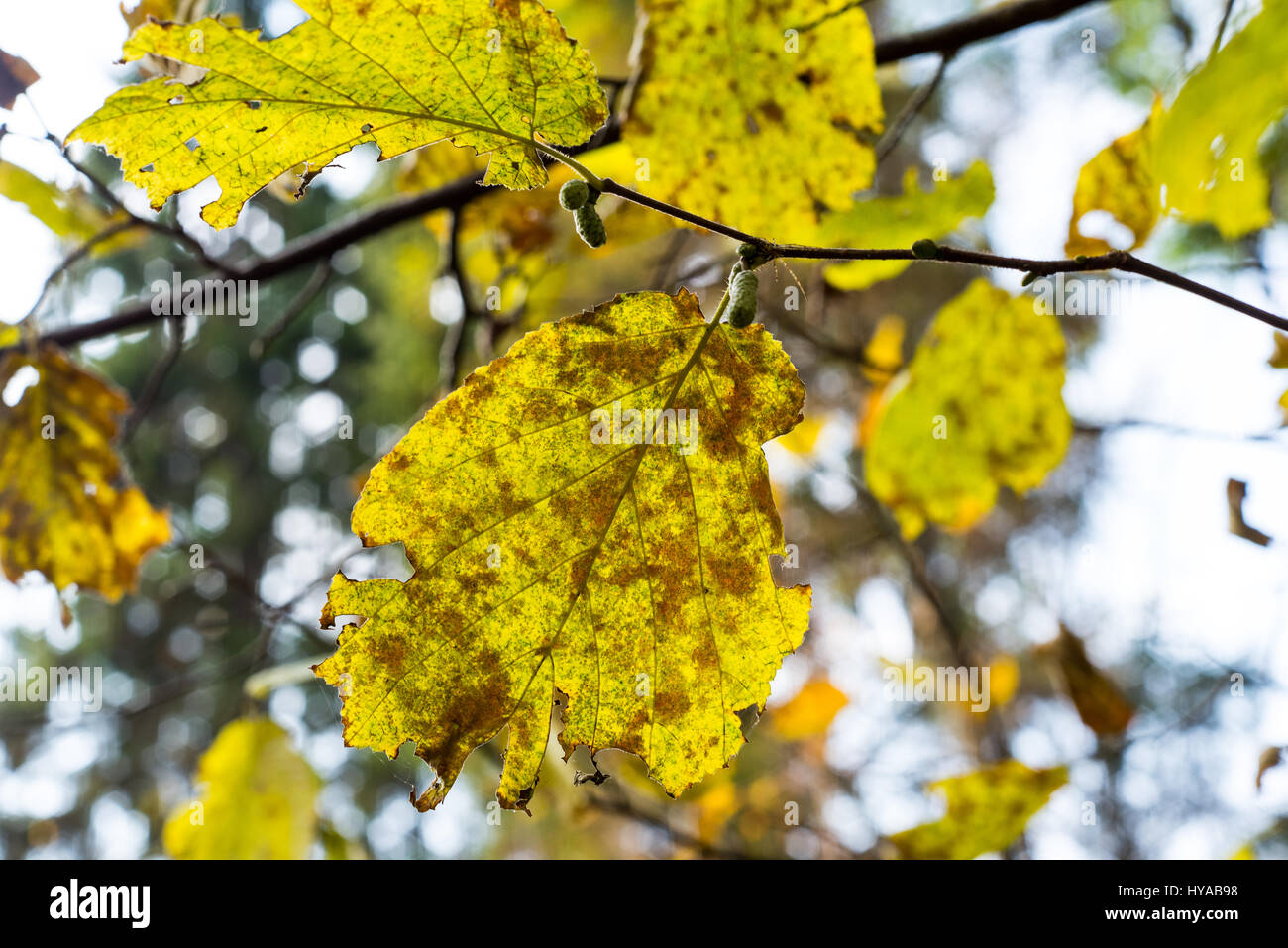autumn gold colored leaves in bright sunlight in forest Stock Photo - Alamy